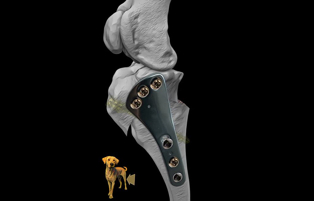 CBLO (CORA based leving osteotomy) - operacja zerwanego więzadła ...