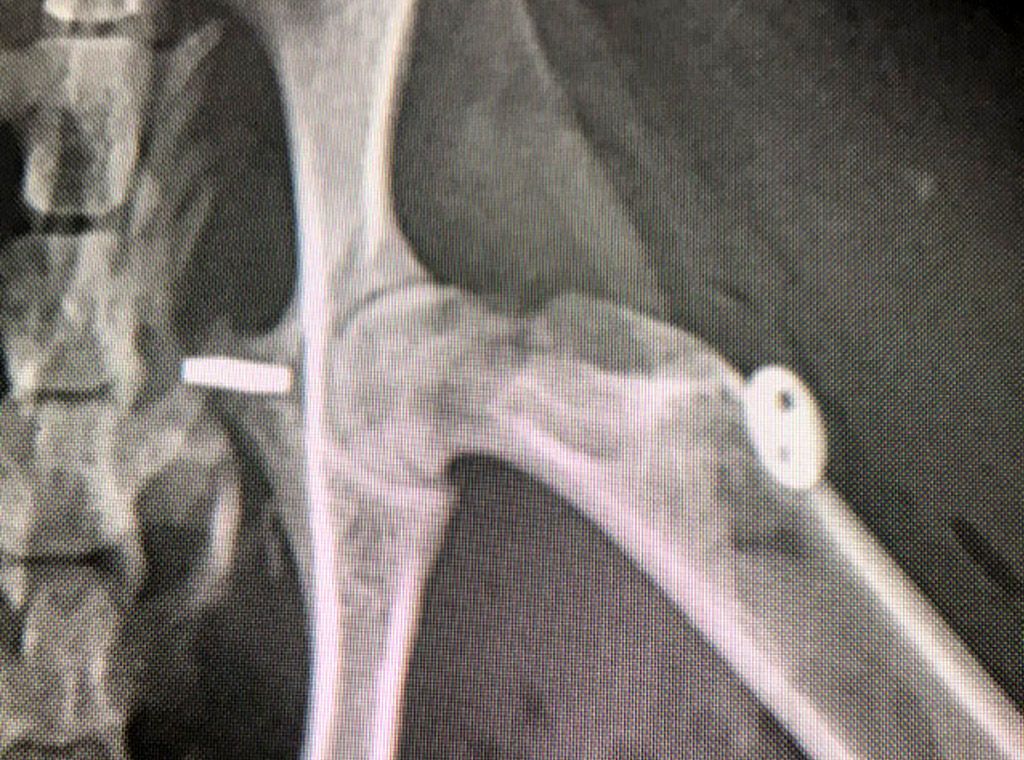 Hip dislocation in a dog and cat - treatment with the Toggle Pin method ...