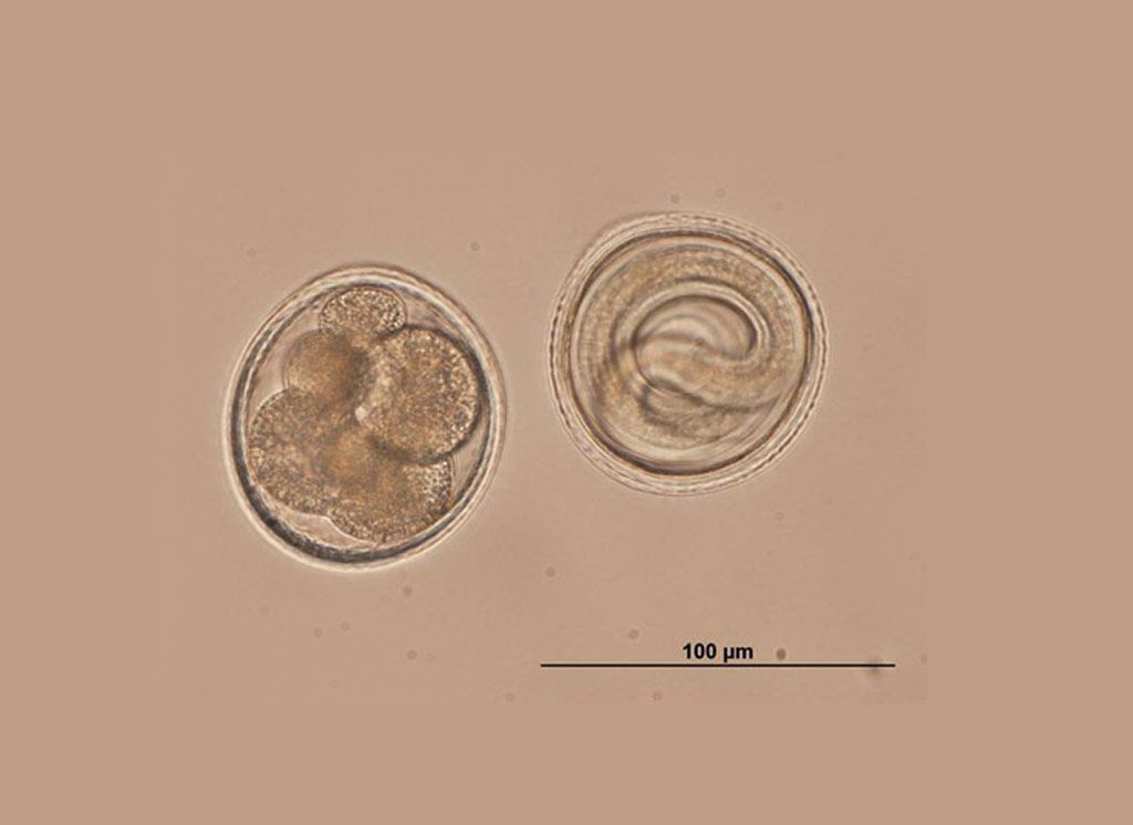 Czy warto odrobaczać psy i koty? | VETRIVER Weterynarz 24h Warszawa ...