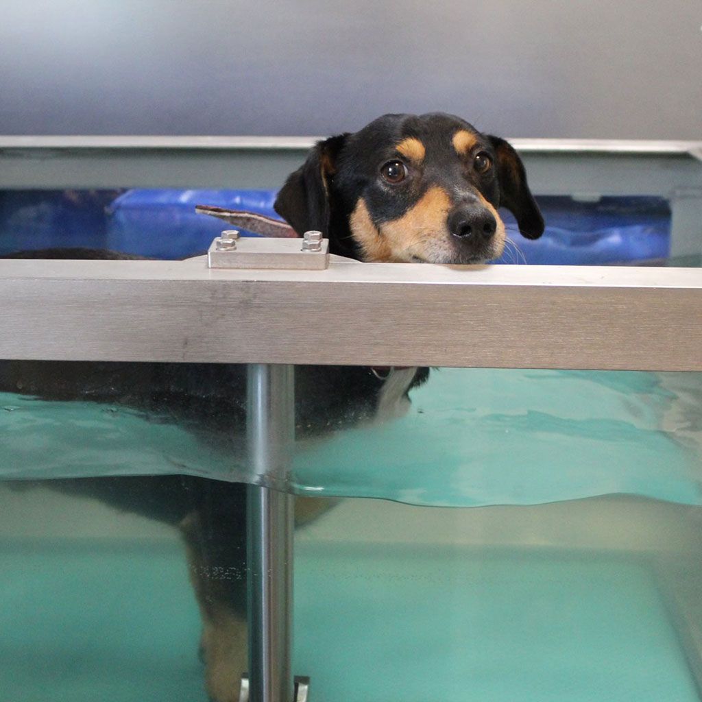 Zoofizjoterapia Klinika Vetriver. Rehabilitacja zwierząt oraz ...