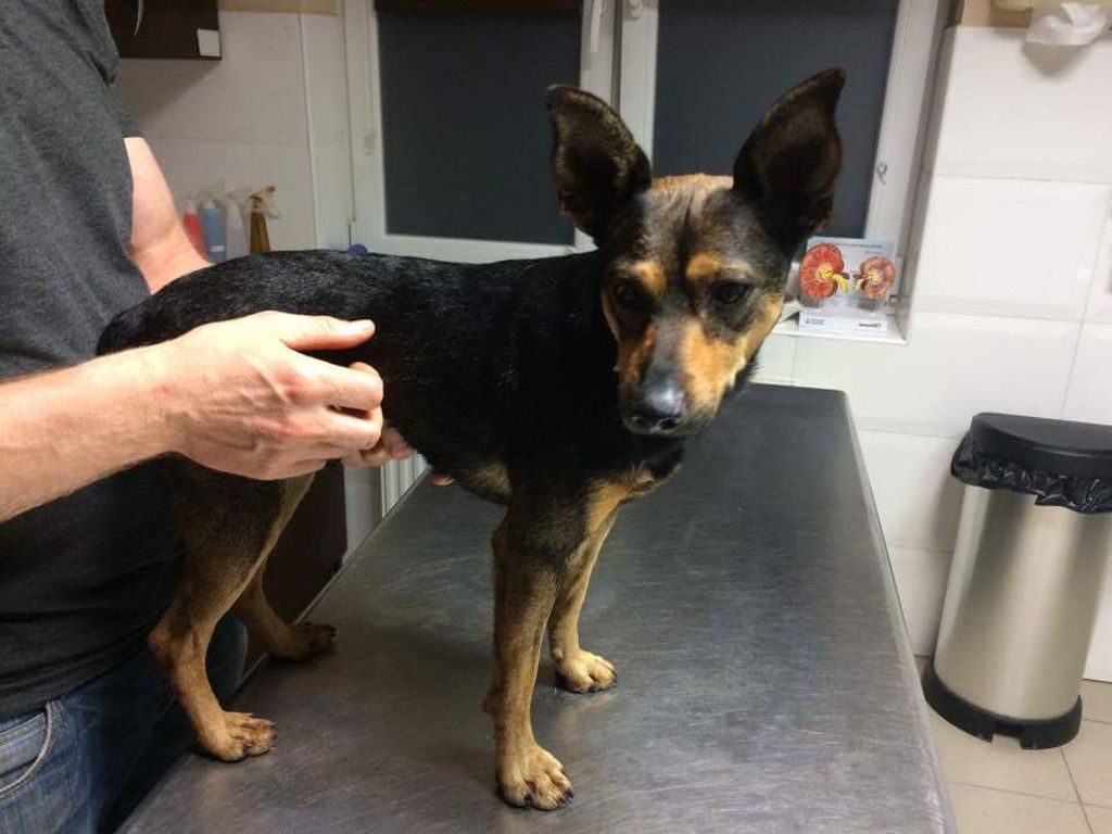 Strona 1 z 2 - Blog - Vetriver